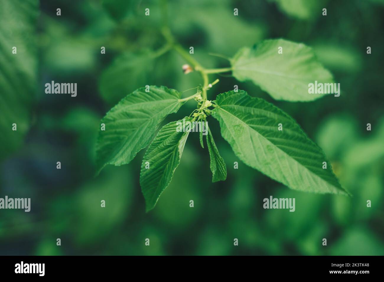Jute fibers -Fotos und -Bildmaterial in hoher Auflösung – Alamy