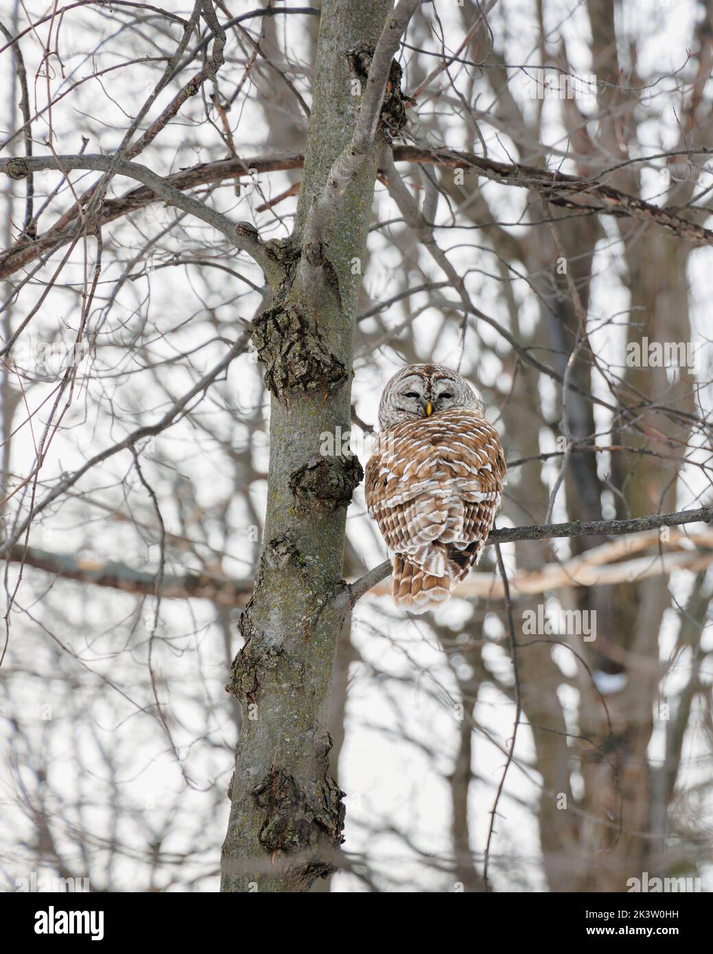 Eule mit kopf gedreht -Fotos und -Bildmaterial in hoher Auflösung ...