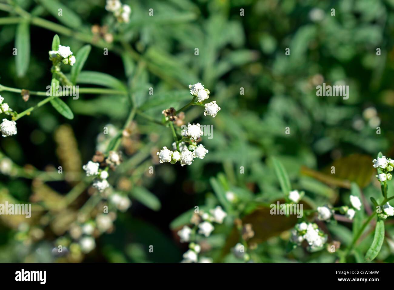 Weißkrautkraut oder Hungersnot Unkrautblüten (Parthenium hysterophorus ...