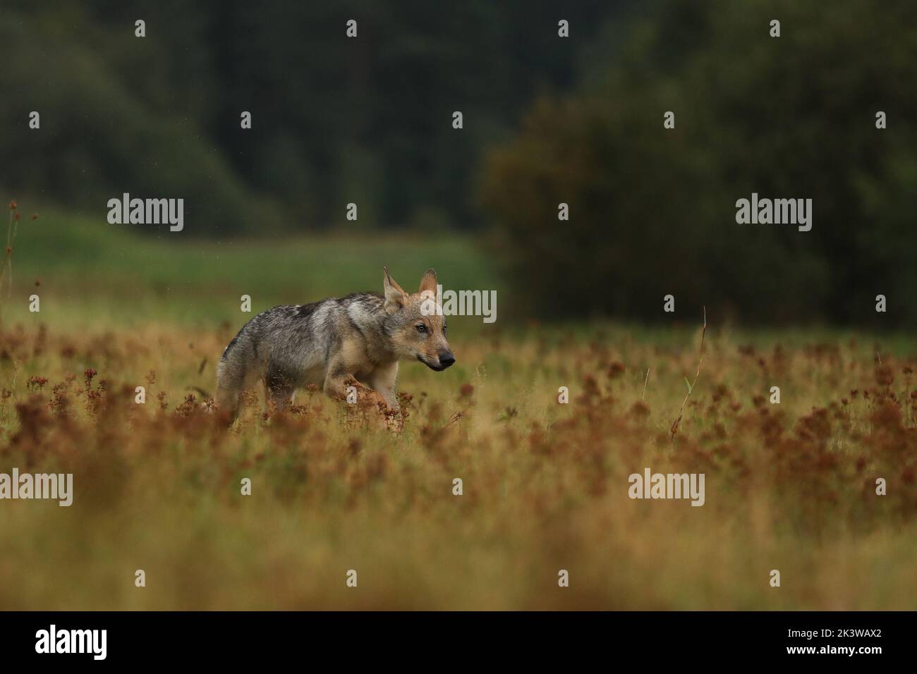 Wolf Junge läuft im Blütengras Wolf aus Finnland. Grauer Wolf, Canis ...