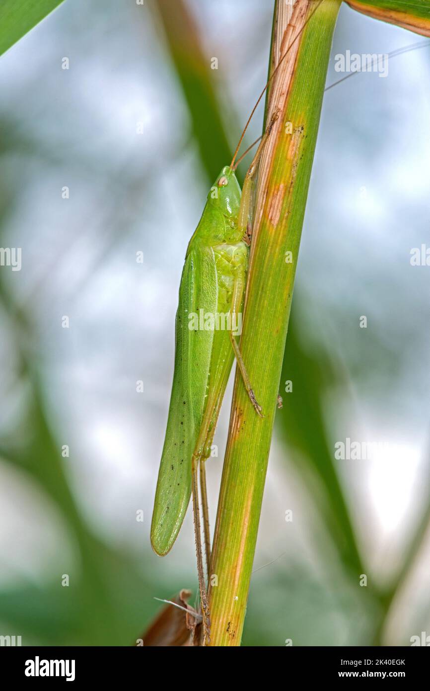 Großer Kegelkopf (Ruspolia nitidula, Conocephalus mandibularis ...
