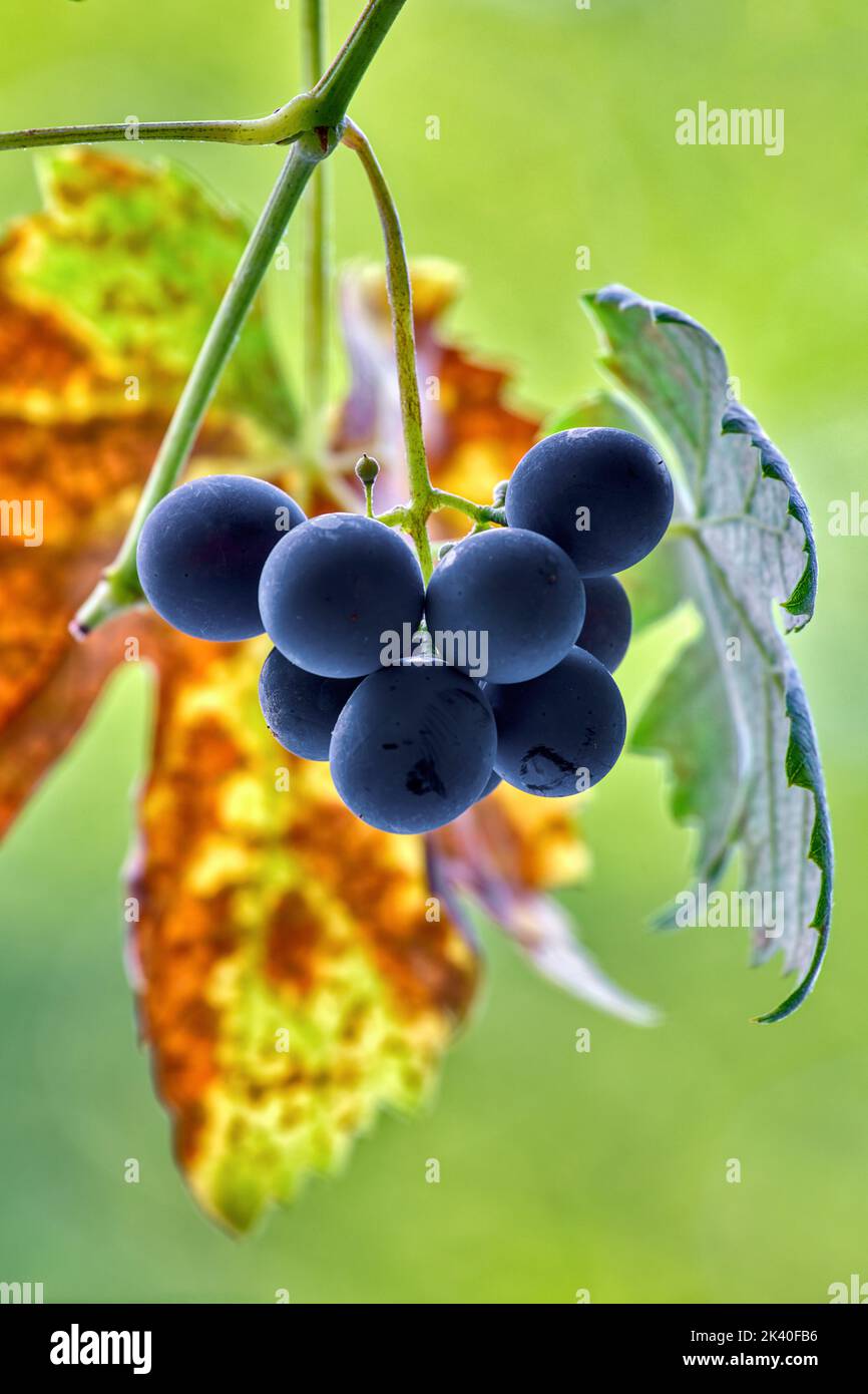 Weinrebe, Weinrebe (Vitis vinifera), schwarz-blaue Trauben vor einem ...