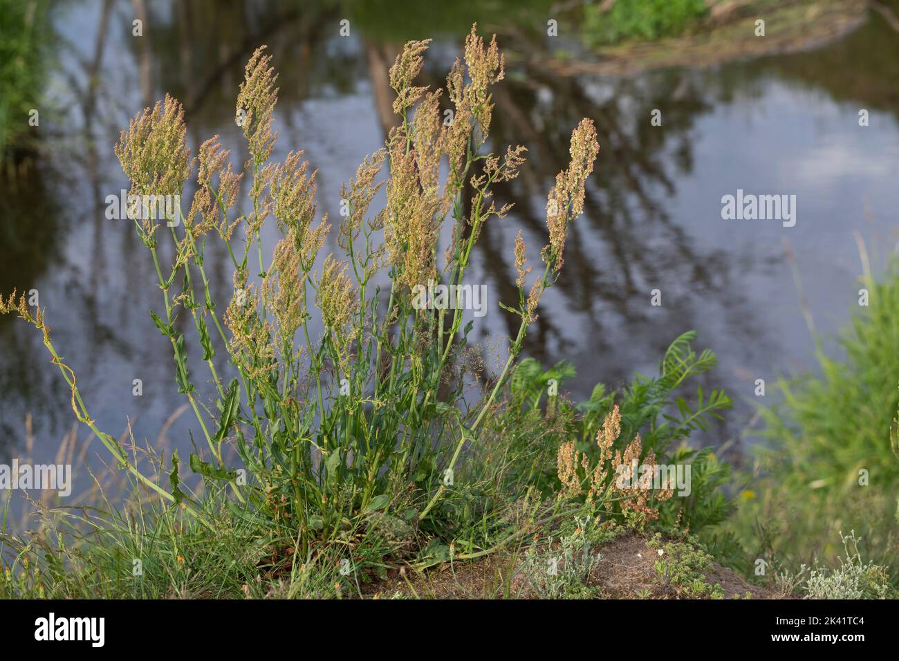 Straussblutiger sauerampfer -Fotos und -Bildmaterial in hoher Auflösung ...