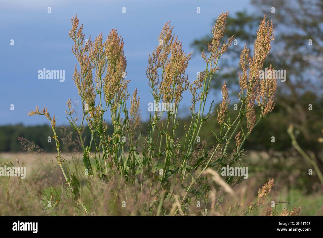 Straussblutiger sauerampfer -Fotos und -Bildmaterial in hoher Auflösung ...