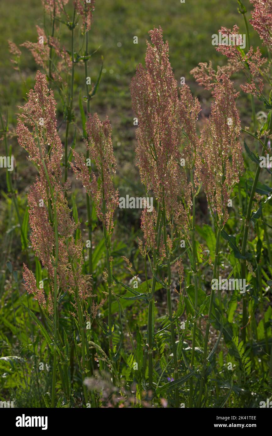 Rispen-Sauerampfer, Straußblütiger Sauerampfer, Rumex thyrsiflorus, SYN ...
