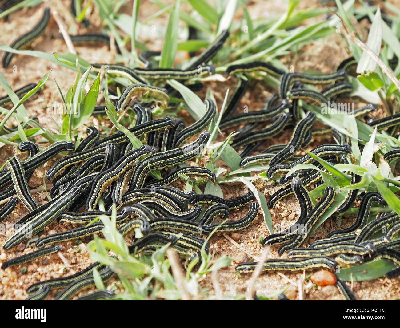 Gregaria-Version von afrikanischen Panzerwels (Spodoptera recreta ...