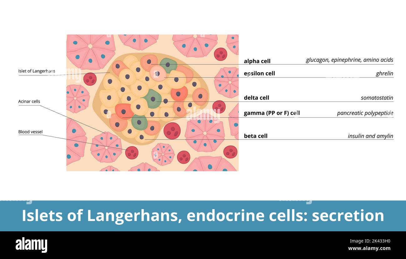 Célula beta del pancreas -Fotos und -Bildmaterial in hoher Auflösung ...