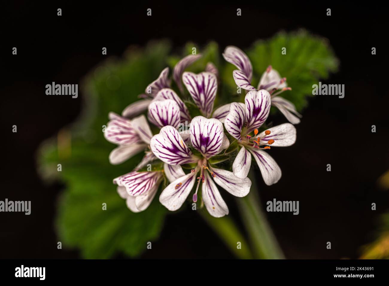 Storksbill pelargonium australe -Fotos und -Bildmaterial in hoher ...