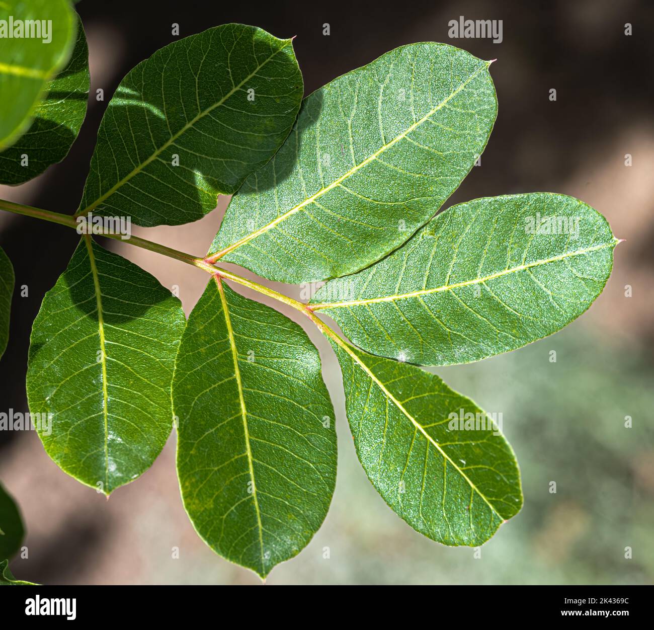 Terebinth pistacia terebinthus -Fotos und -Bildmaterial in hoher ...