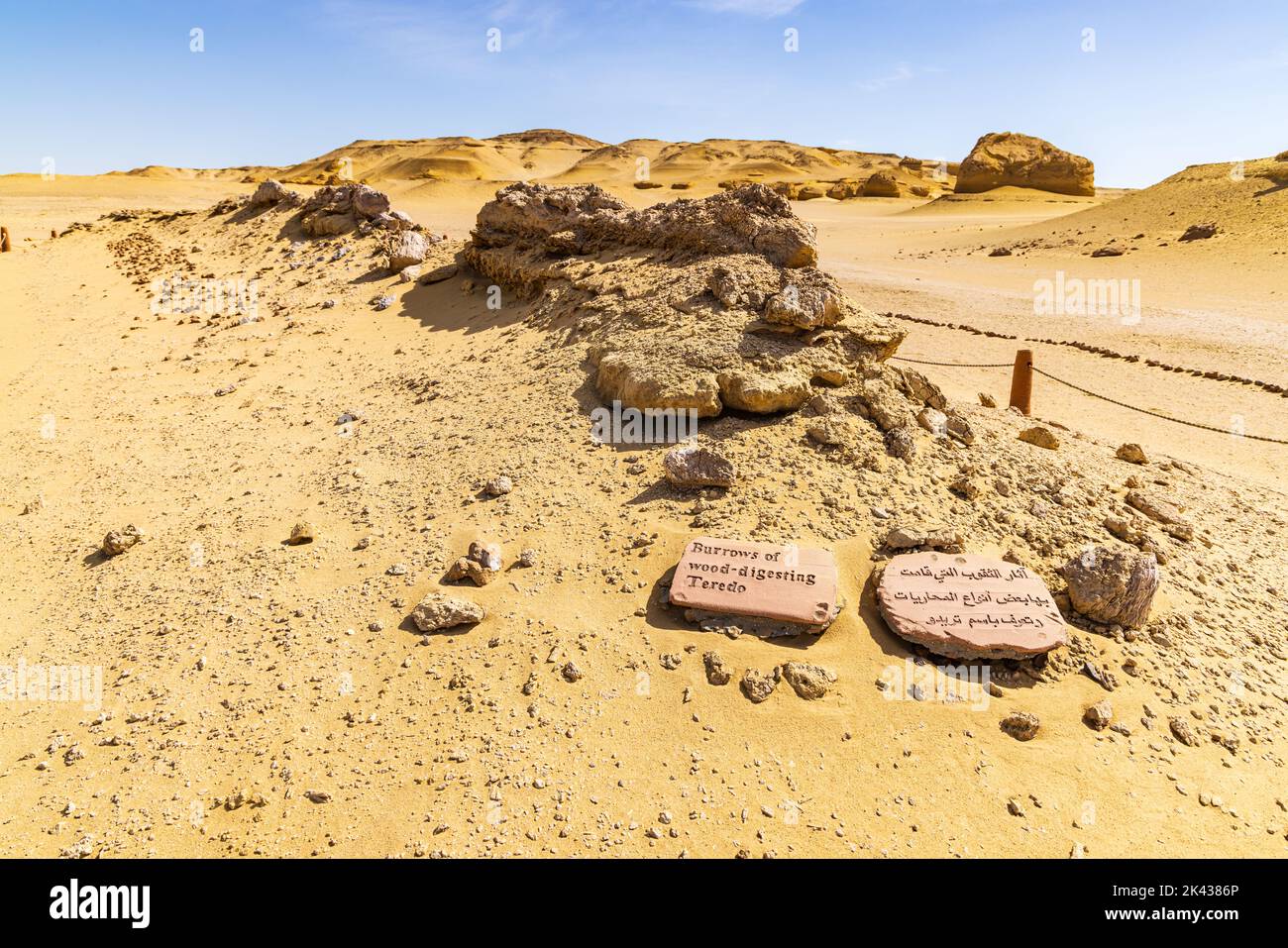 Wadi al Hitan, Faiyum, Ägypten. Fossile Schiffswürmer graben sich ...