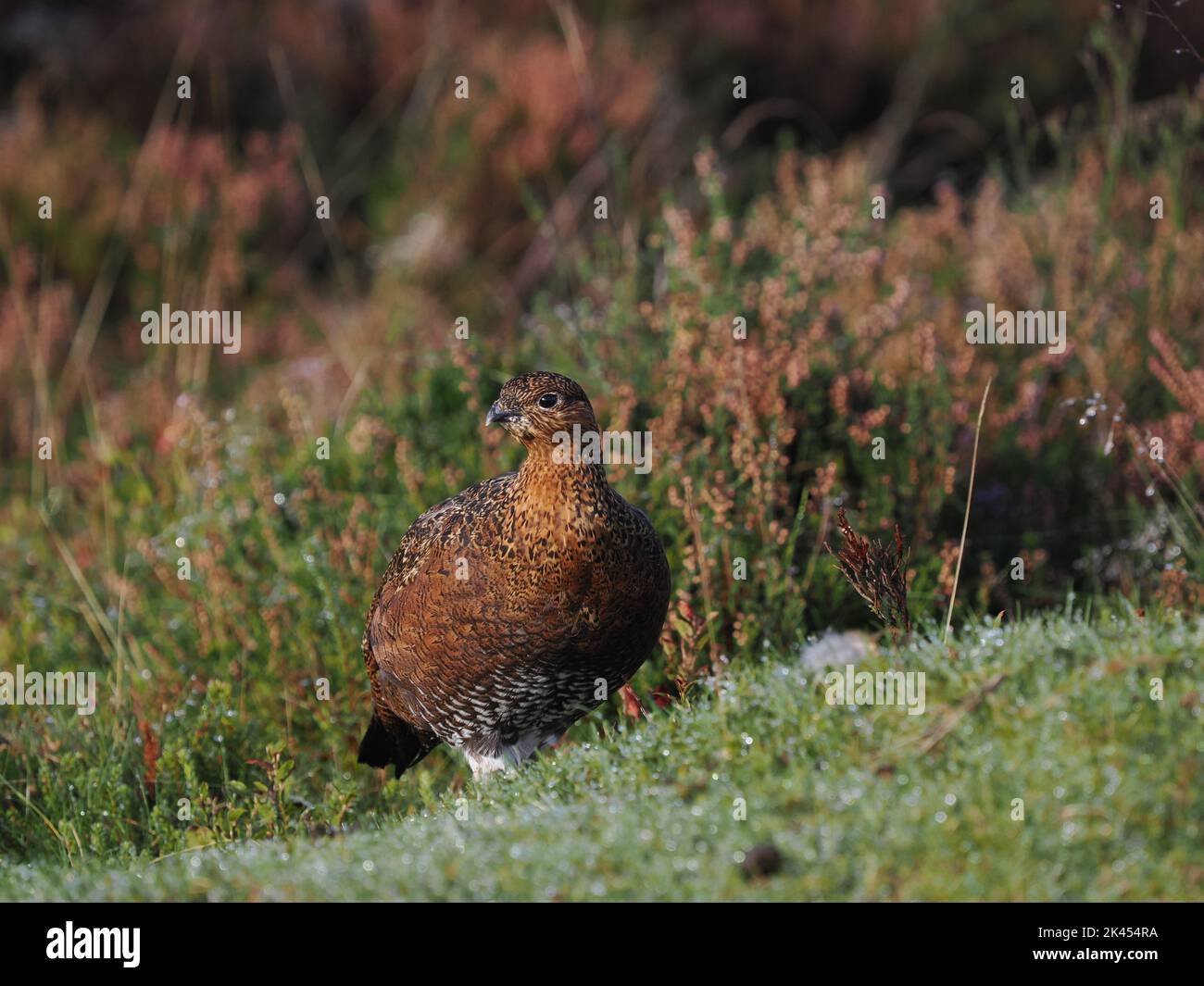 Rothuhn auf Hochmooren in Nordwales, das Männchen mit einem roten Kamm ...