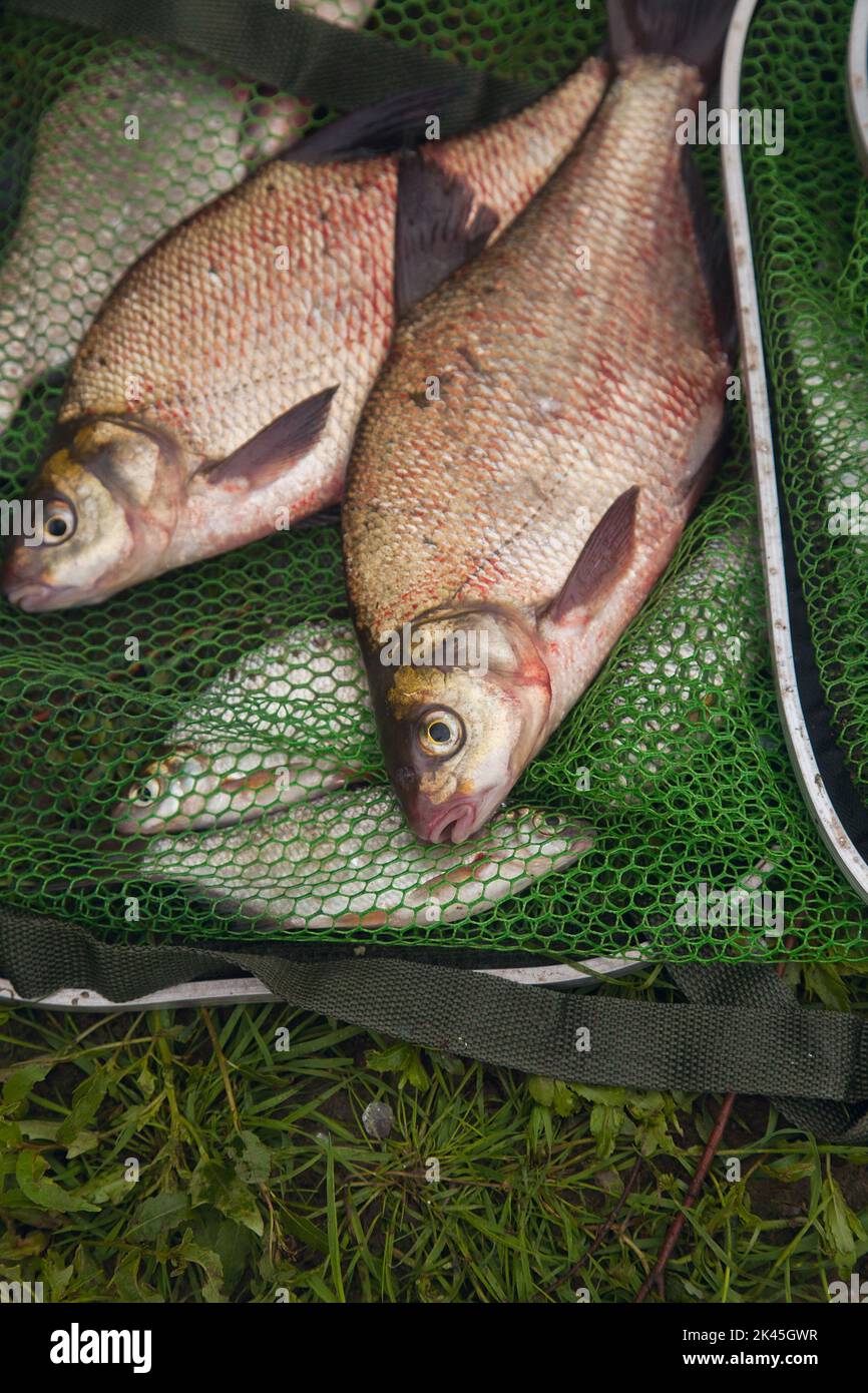 Guter Fang. Gerade aus dem Wasser genommen große Süßwasserbrasse ...