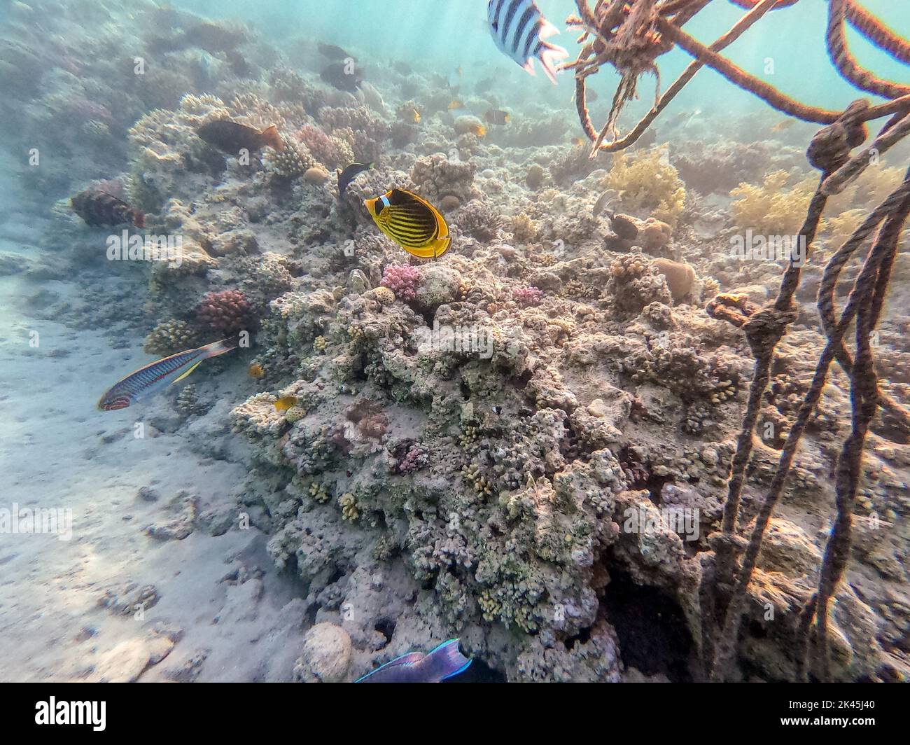 Tropischer Diagonal- oder Raccoon-Falterfisch, bekannt als Chaetodon ...