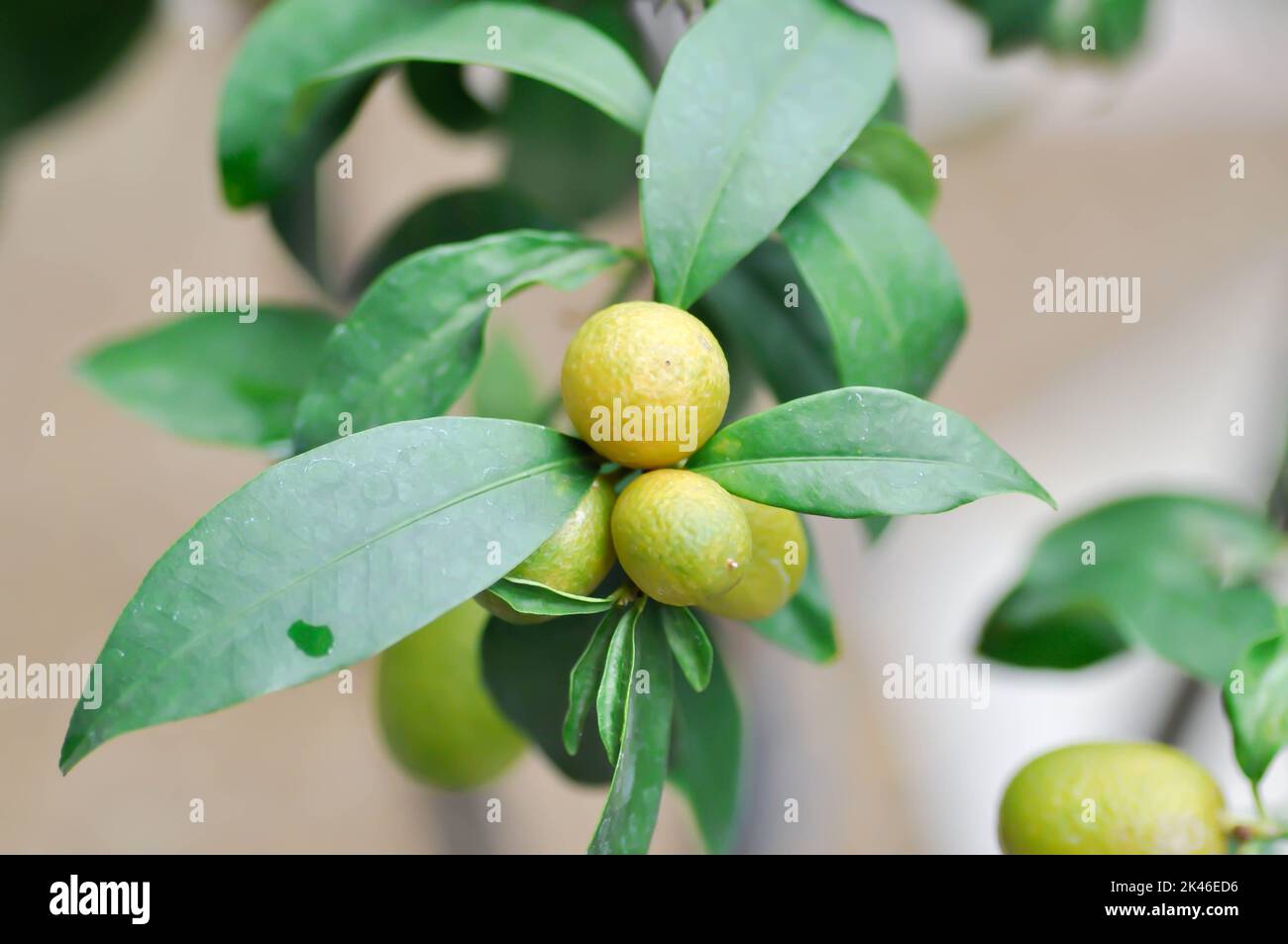 Fortunella japonica thunb -Fotos und -Bildmaterial in hoher Auflösung ...