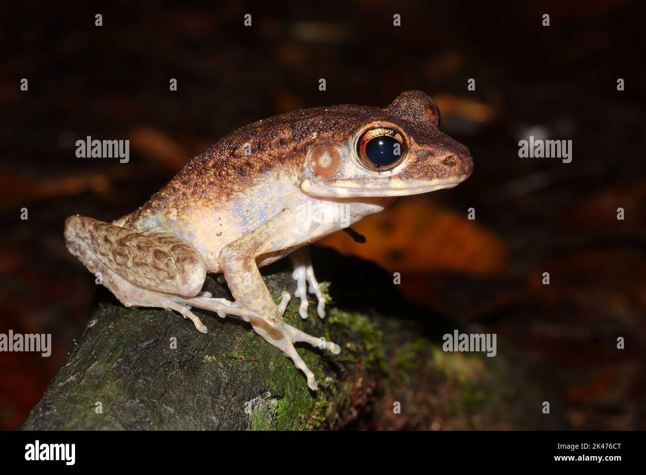 Der Baram River Frosch, brauner Sumpffrosch, maskierter rauer Frosch ...