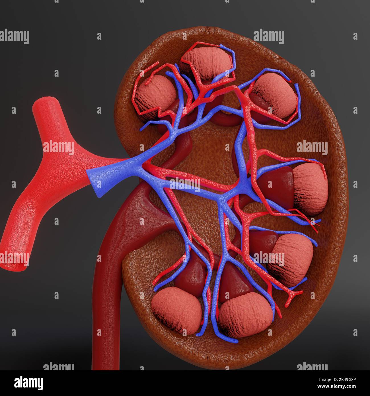 Ein 3D Rendering-Bild einer menschlichen Niere, Nierenanatomie 3D ...