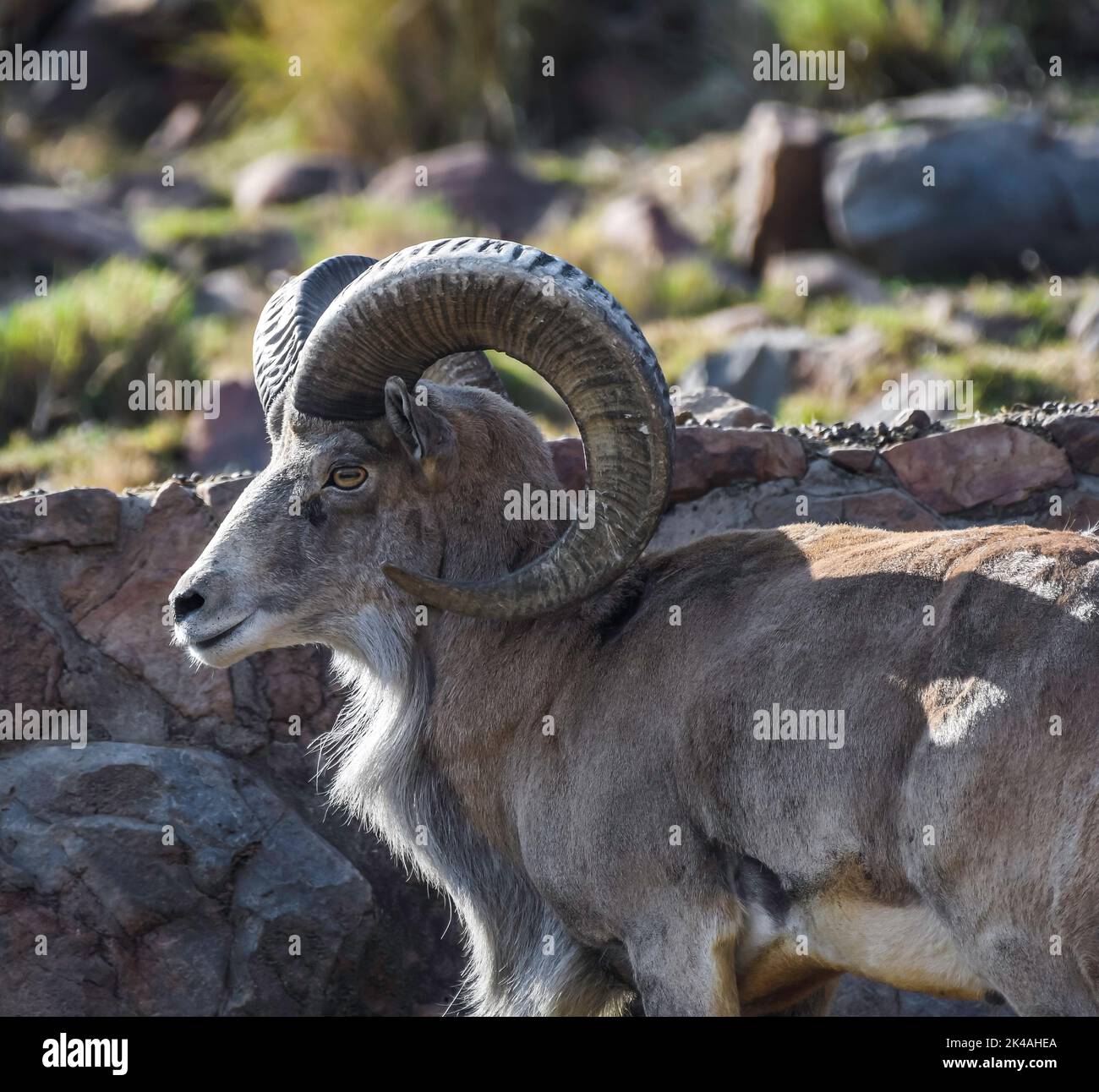 Bighorn Schafe oder Bergschafe RAM mit großen Hörnern, gebürtig aus ...