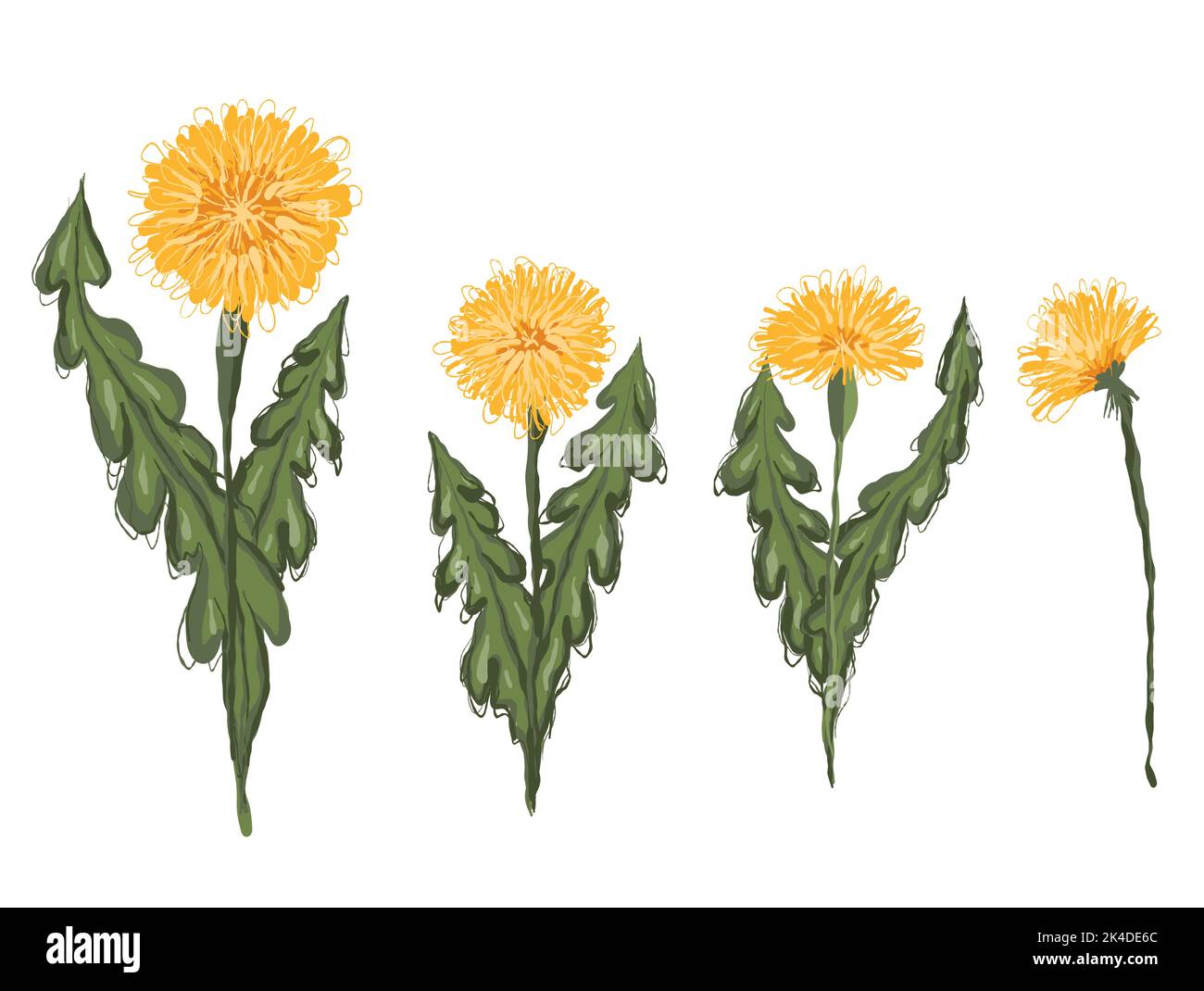 Pusteblumen vektor vektoren Stock-Vektorgrafiken kaufen - Alamy
