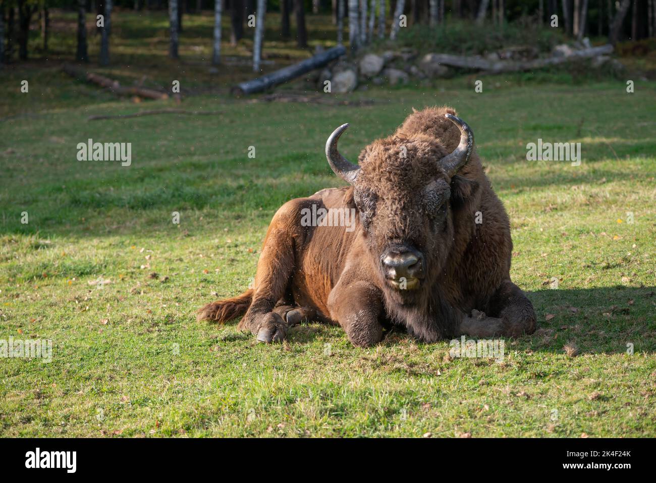 Der europäische Bison, Bison bonasus oder Wisent, oder zubr, oder ...