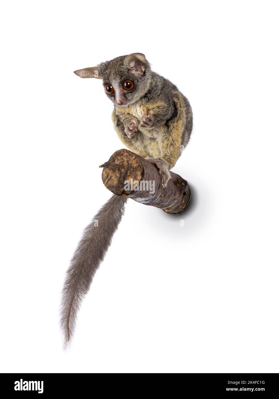 Bezauberndes südafrikanisches Buschbaby alias Galago Moholi oder ...