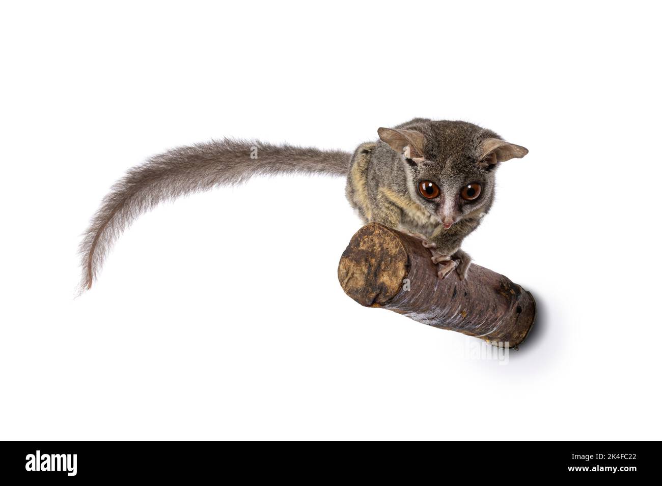 Bezauberndes südafrikanisches Buschbaby alias Galago Moholi oder ...