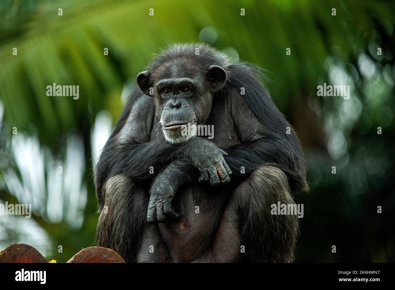 Schimpansen, auch als Schimpansen bekannt, sind eine gesellige Spezies ...
