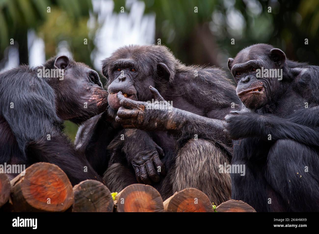 Schimpansen, auch als Schimpansen bekannt, zeigen ihr geselliges ...
