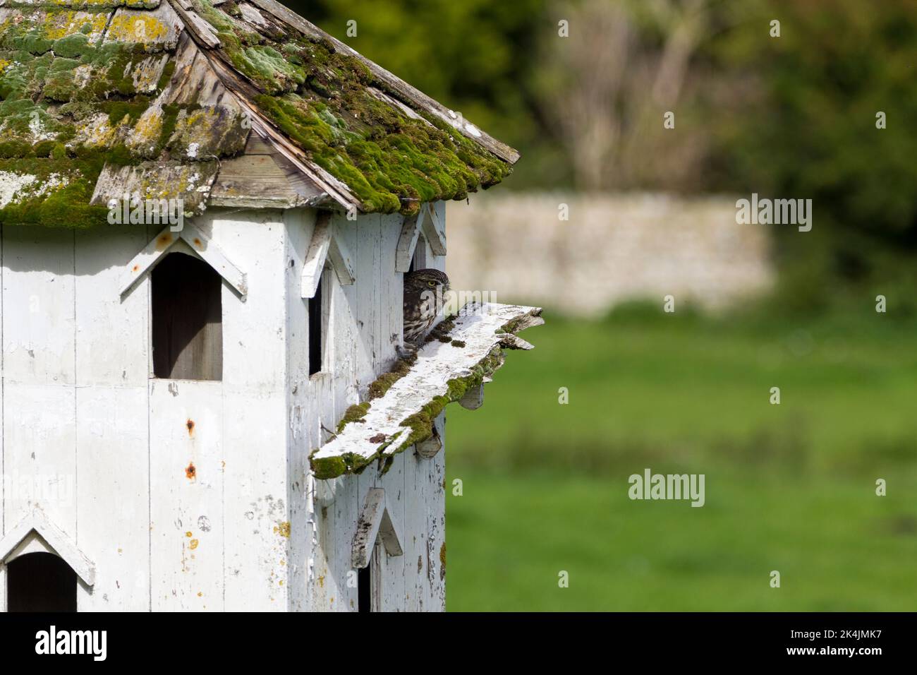 Kleine Eule (athene noctua) graubraunes Gefieder mit weißen Flecken ...