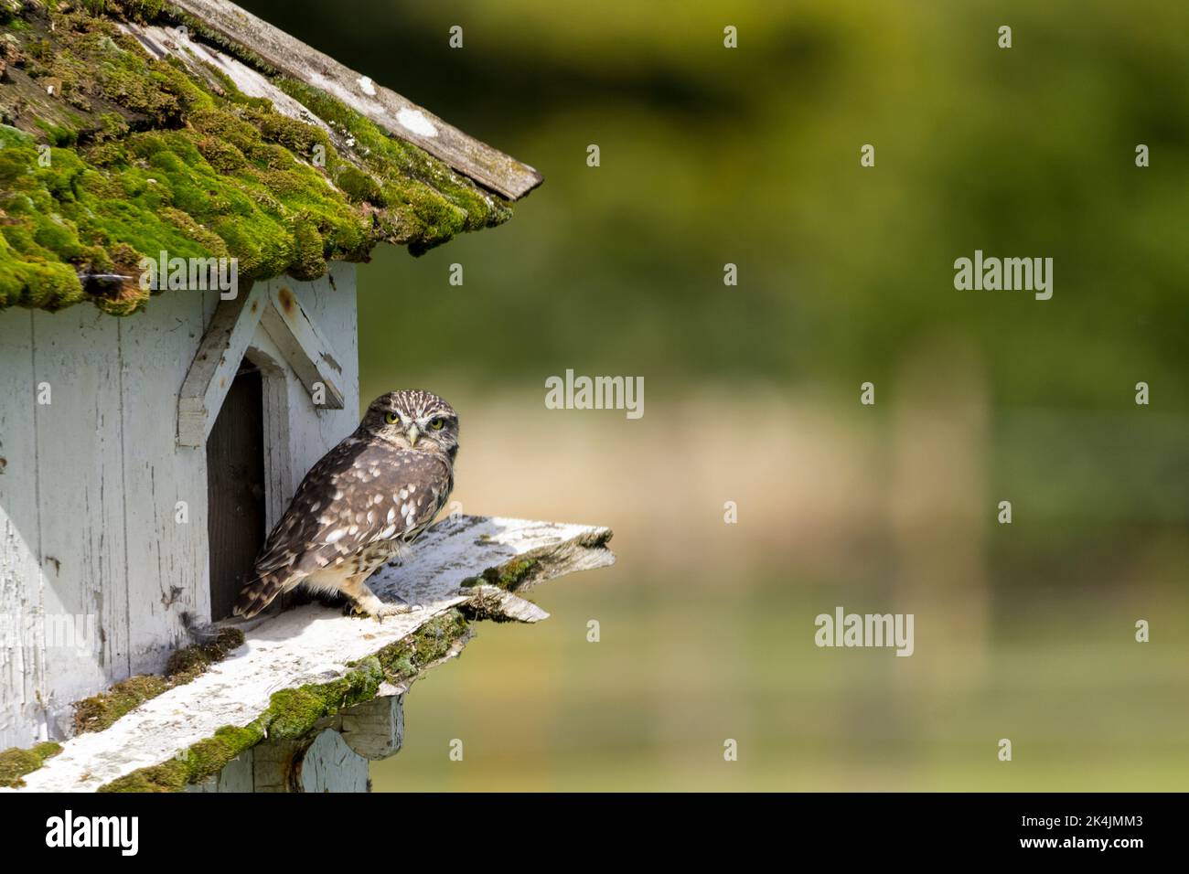 Kleine Eule (athene noctua) graubraunes Gefieder mit weißen Flecken ...