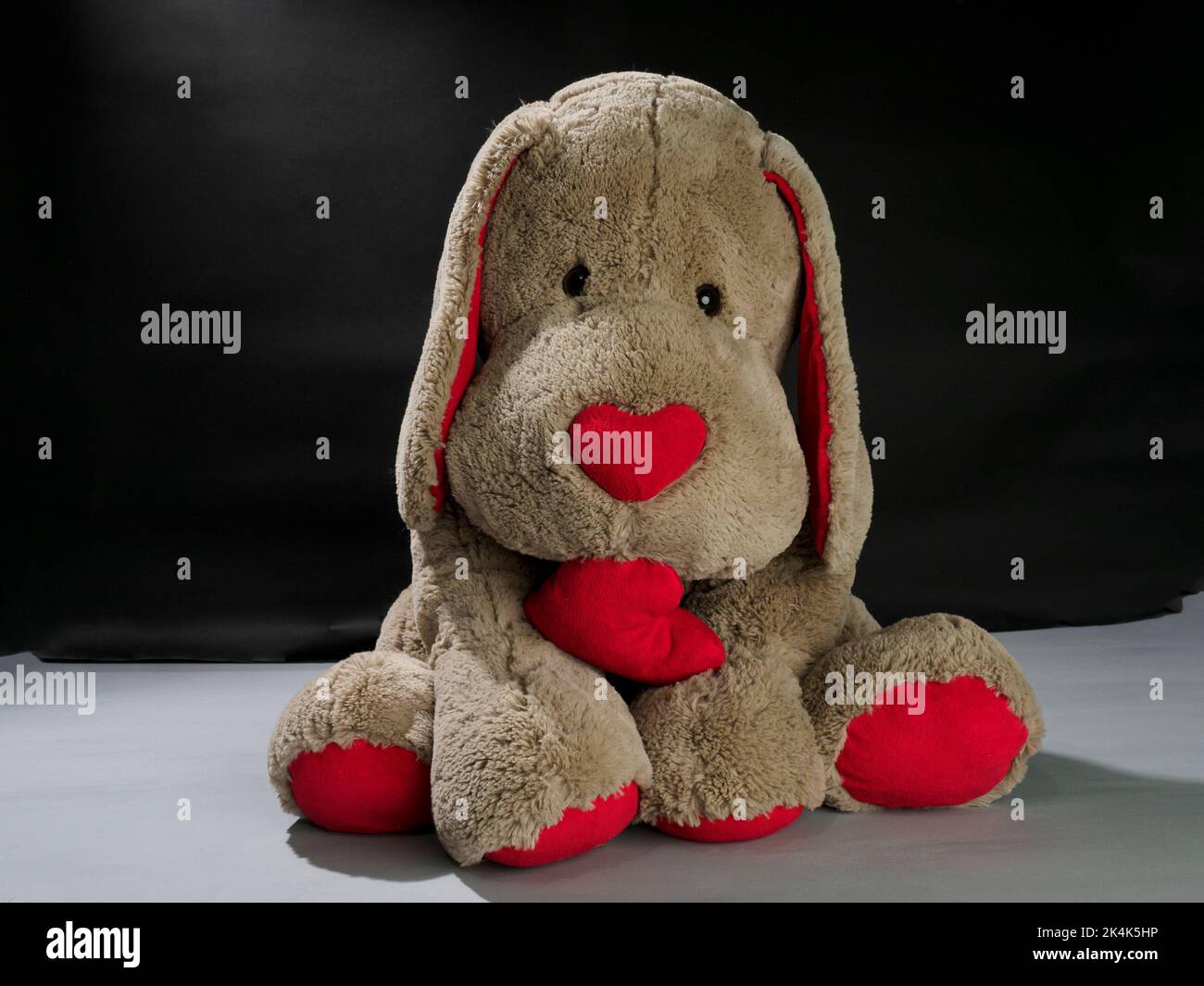 Teddy hund -Fotos und -Bildmaterial in hoher Auflösung – Alamy