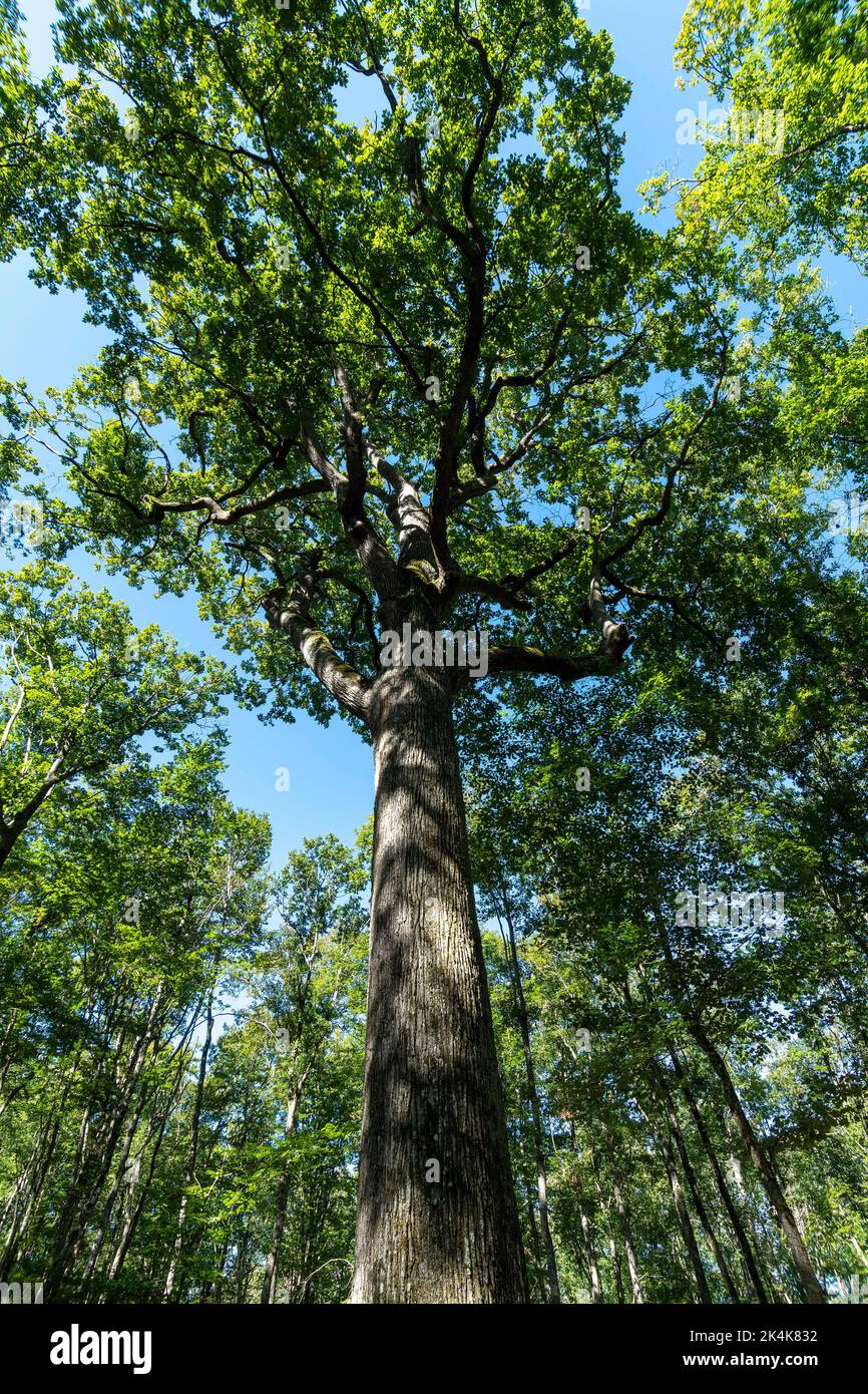 Wald von Troncais . Bemerkenswerter Eichenbaum. Charles Louis Philippe ...