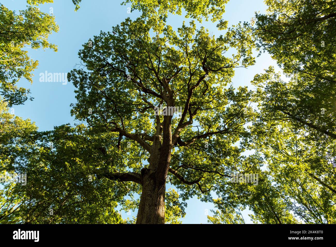Wald von Troncais . Bemerkenswerter Eichenbaum. Charles Louis Philippe ...