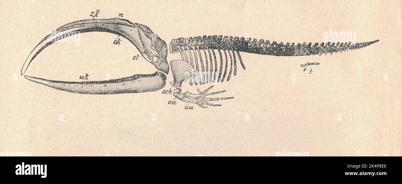 Skelett eines Bowhead-Wals. Antike gravierte Illustration des Bowhead ...