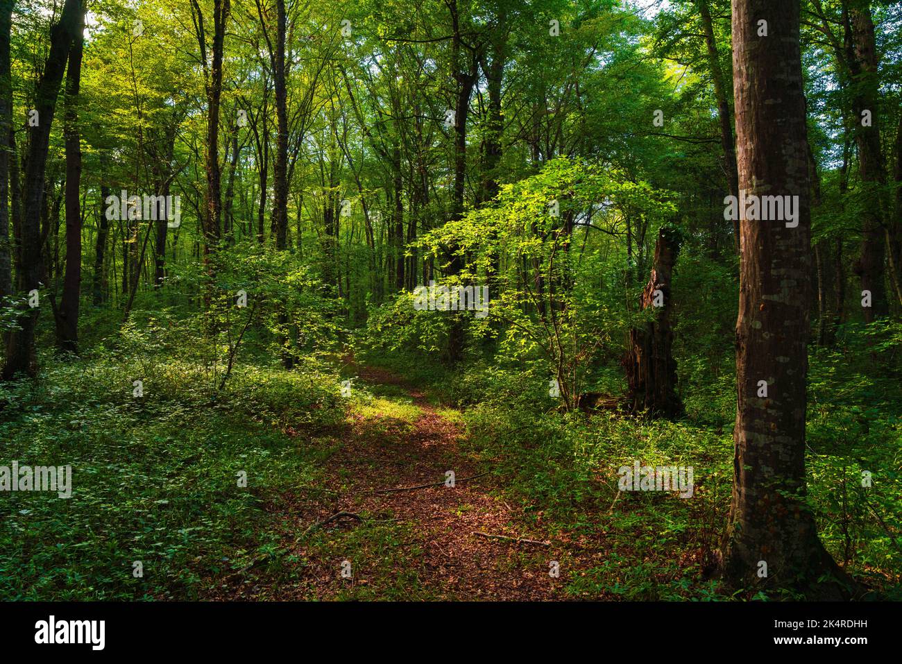 Sonnenstrahlen durch dichten Bäumen Äste im dichten grünen Wald ...