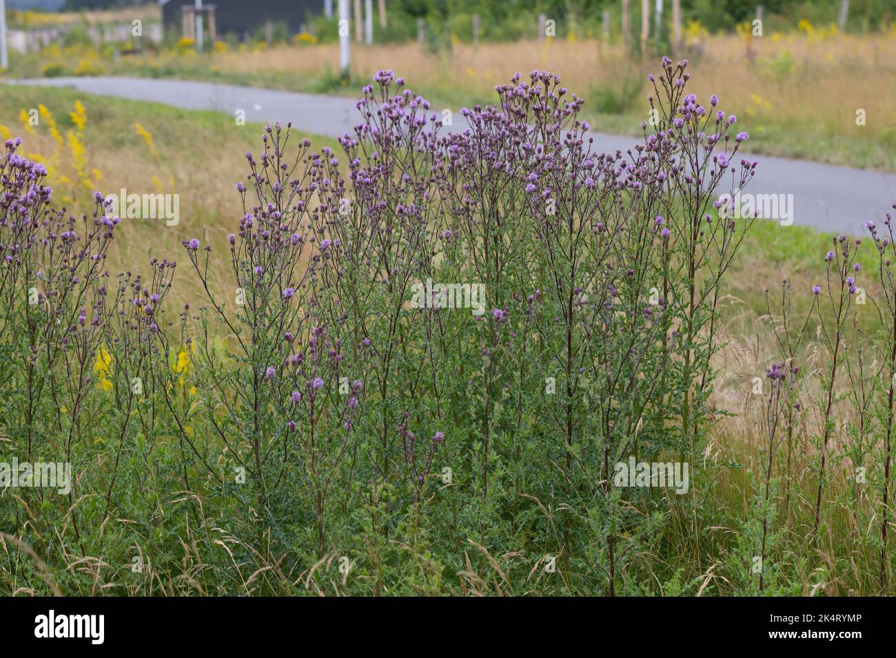 Acker-Kratzdistel, Ackerkratzdistel, Kratzdistel, Ackerdistel, Distel ...