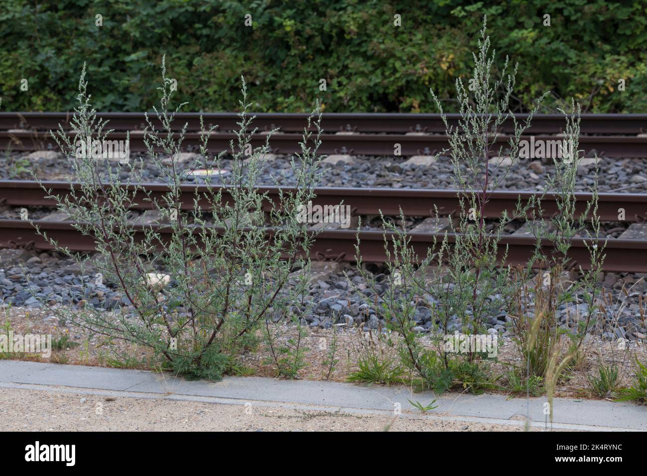 Beifuß, gewöhnlicher Beifuß, Beifuß, an Bahngleiß, Bahngleis ...