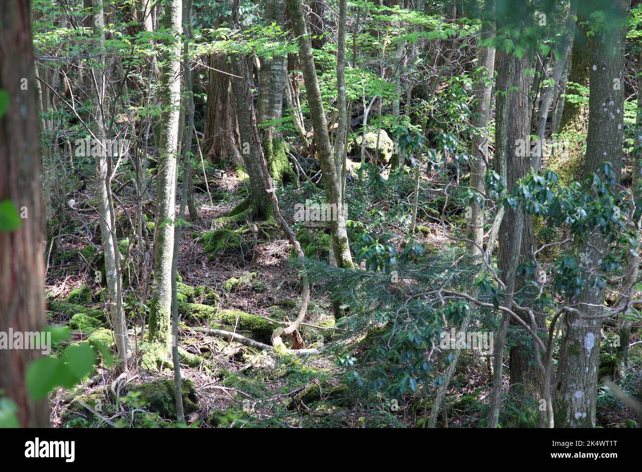 Aokigahara-Wald in Japan. Wald in der Nähe des Mount Fuji in der ...