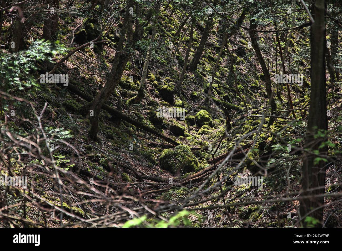 Aokigahara-Wald in Japan. Der geheimnisvolle dunkle Wald in der ...