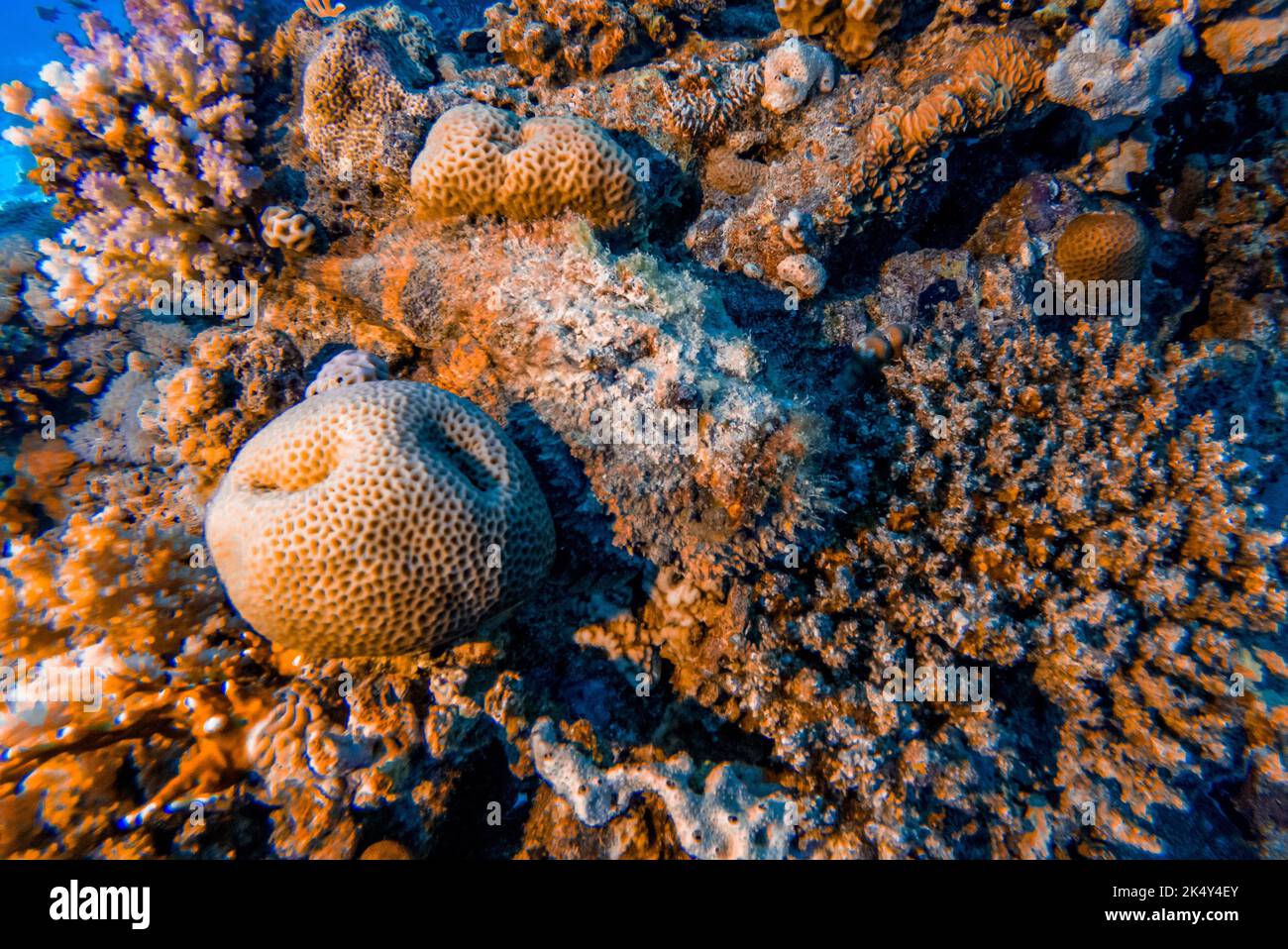 Tauchen Sie am 30. September 2022 in Hurghada, am Roten Meer, Ägypten ...