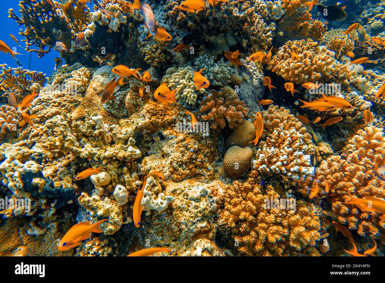 Tauchen Sie am 30. September 2022 in Hurghada, am Roten Meer, Ägypten ...