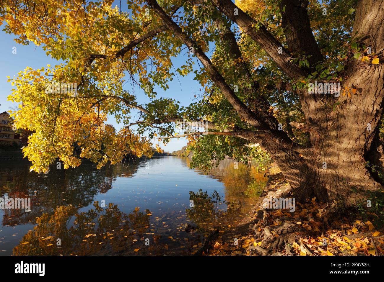 Pappeln am Ufer der Saale in Halle im Herbst, Deutschland Laubfärbung ...