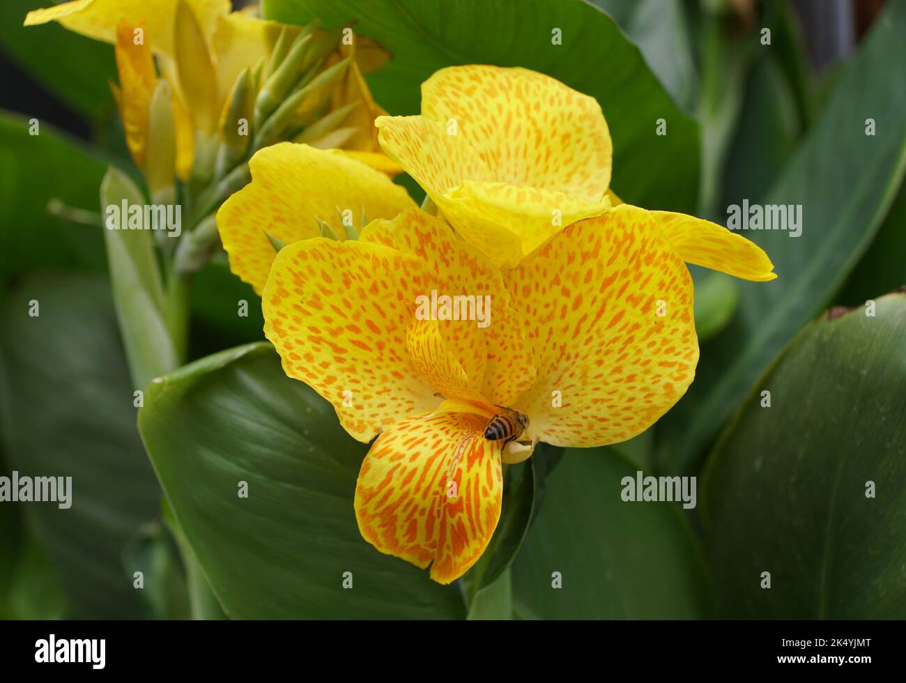 Emily bloom -Fotos und -Bildmaterial in hoher Auflösung – Alamy