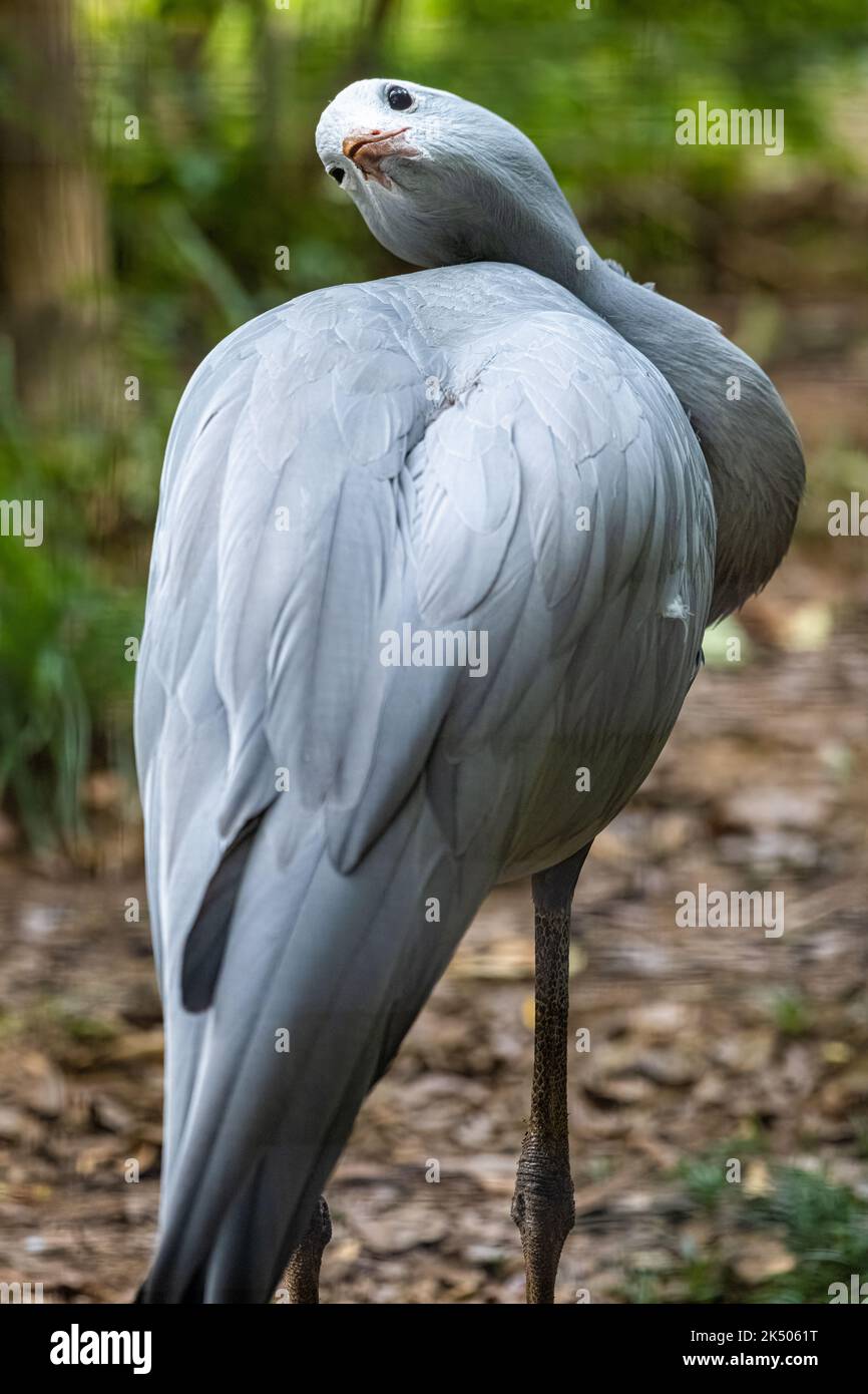 Kranich des paradieses -Fotos und -Bildmaterial in hoher Auflösung – Alamy