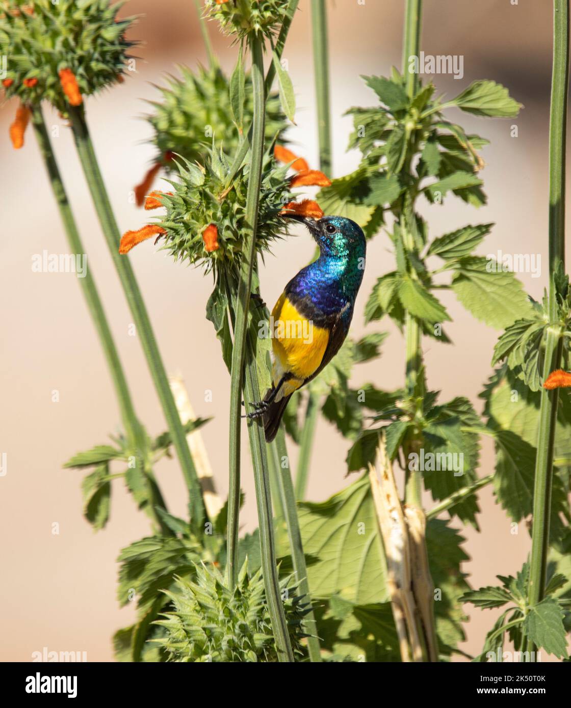 Ein männlicher gelbbauchiger Sonnenvögel ernährt sich vom Nektar einer ...