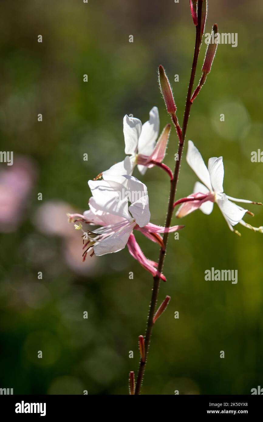 Gaura lindheimeri whirling butterflies gaura -Fotos und -Bildmaterial ...