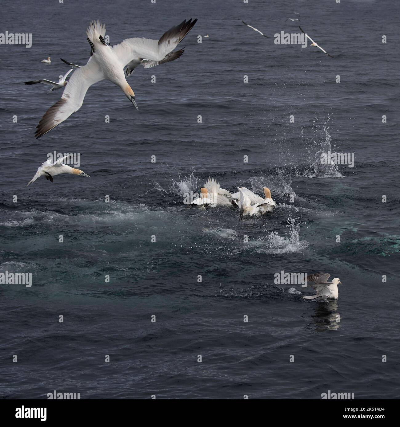 Solan goose -Fotos und -Bildmaterial in hoher Auflösung – Alamy