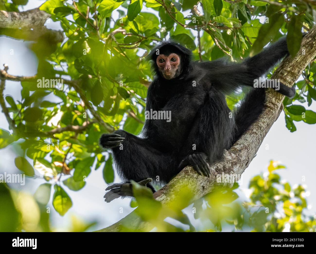 Ein wilder Guayana-Spinnenaffe oder ein rotgesichter Schwarzer ...