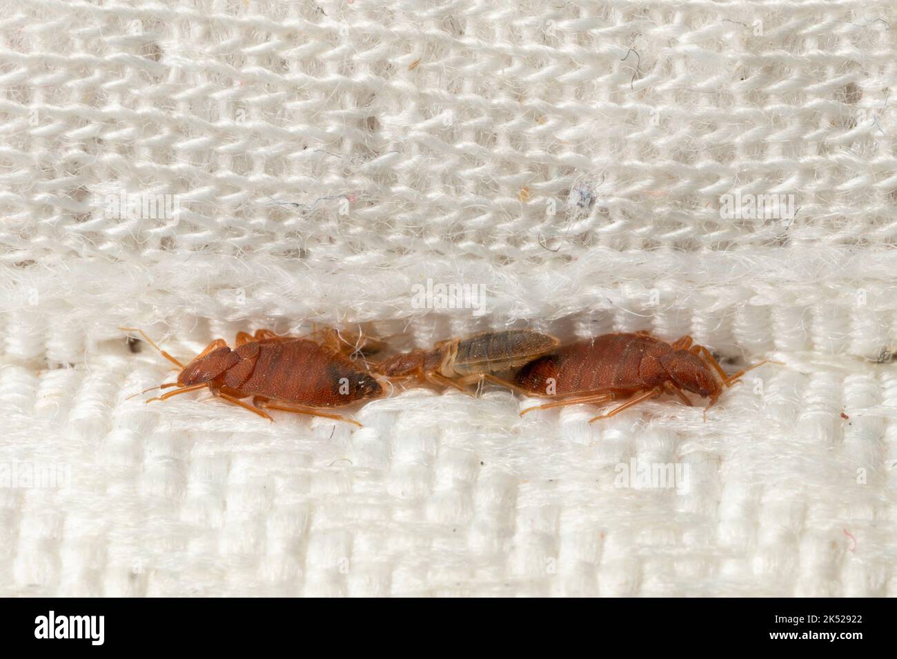 Common bed bug -Fotos und -Bildmaterial in hoher Auflösung – Alamy