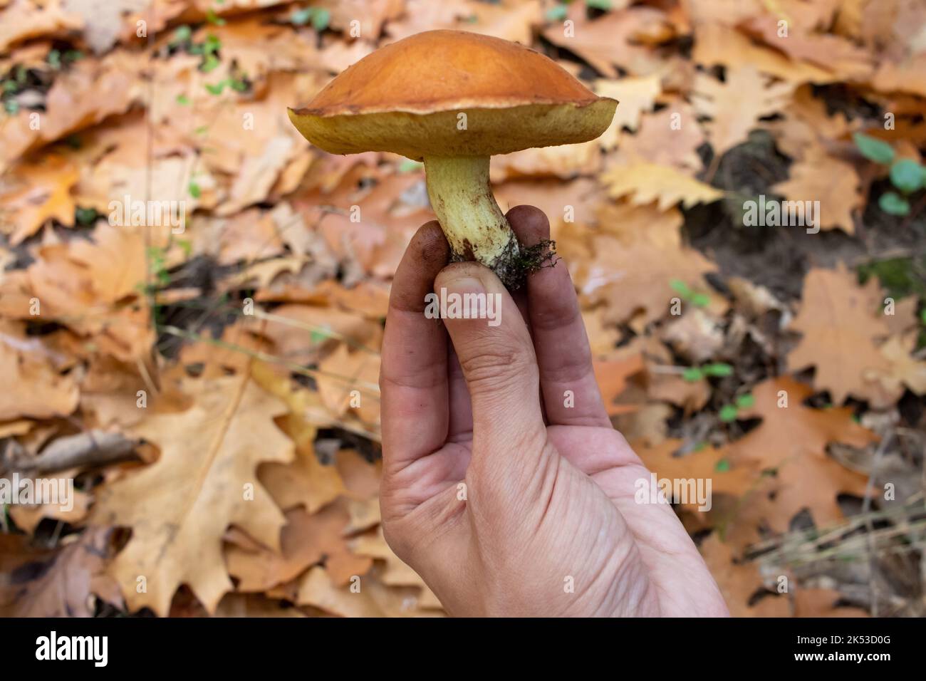 Handhaltepilz Rutschiger Jack Suillus Luteus Pilz Mit Klebriger Brauner Kappe In Der Hand Im