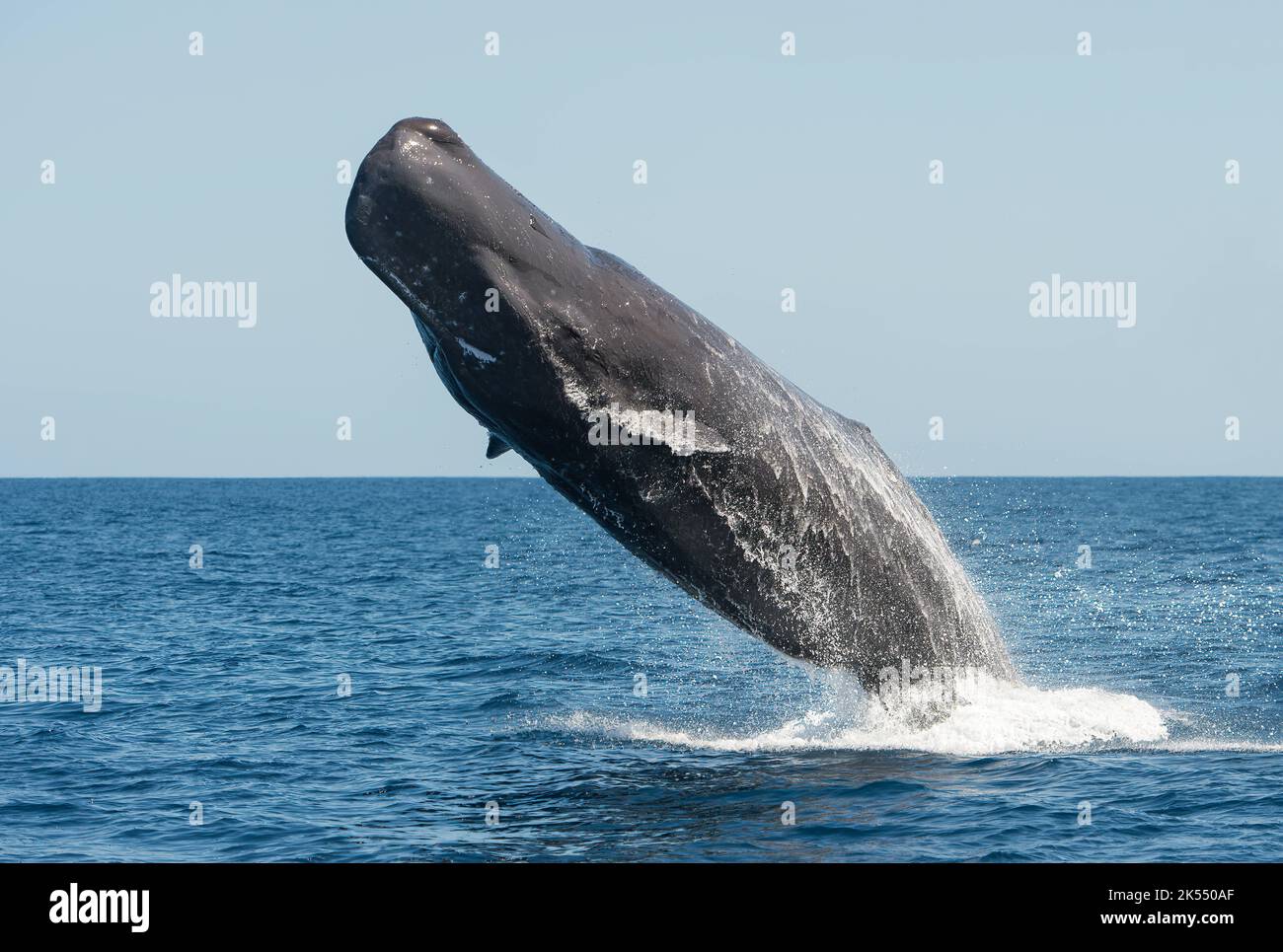 Dieser Pottwal durchbricht das Wasser. Indischer Ozean: DIESE ...
